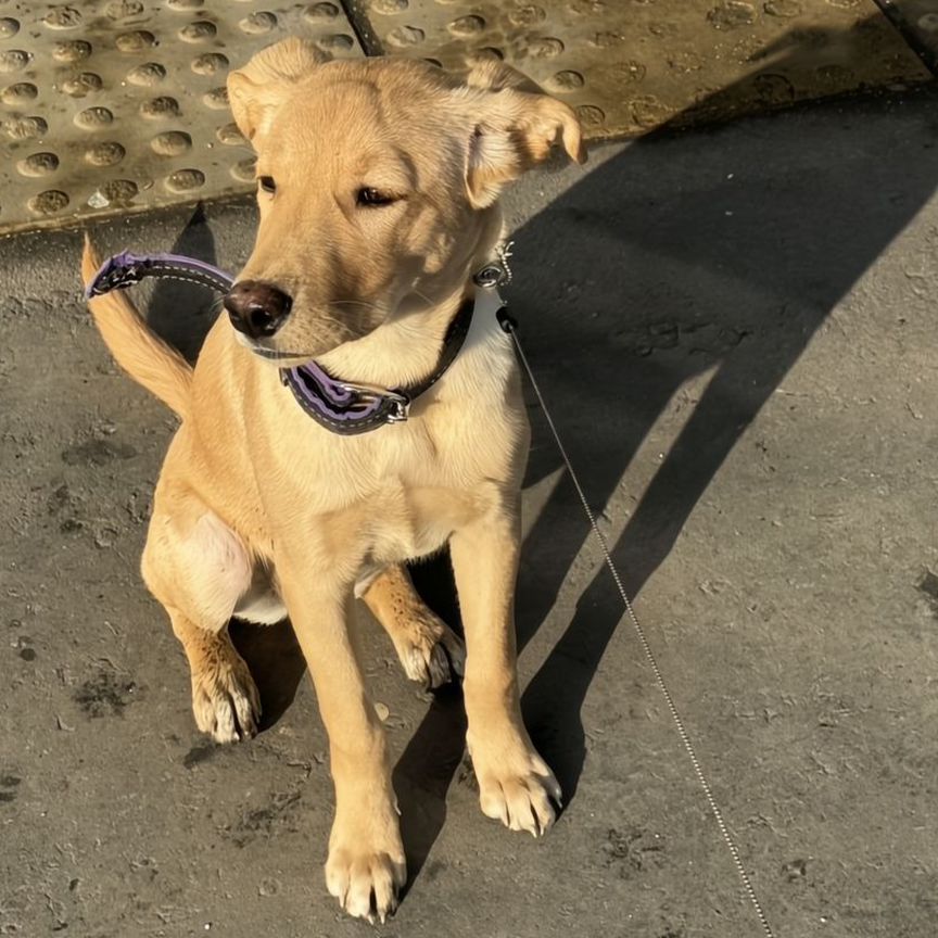 Щенок в добрые руки