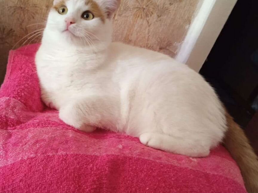 Кошка в дар