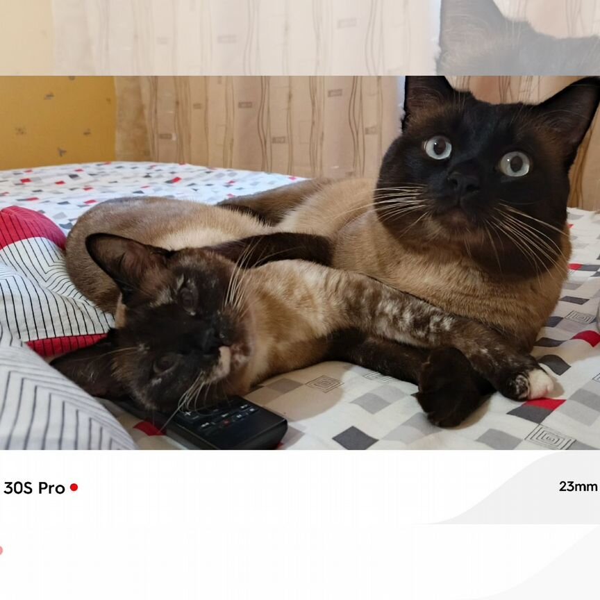 Тайский, взрослый кот