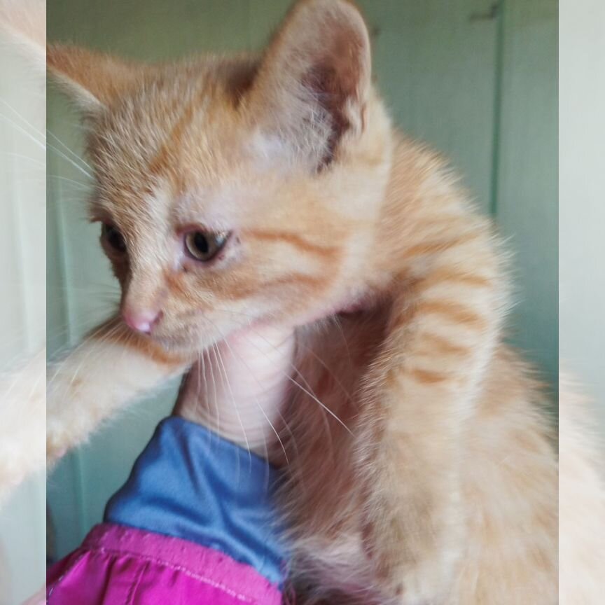 Котята брошенные