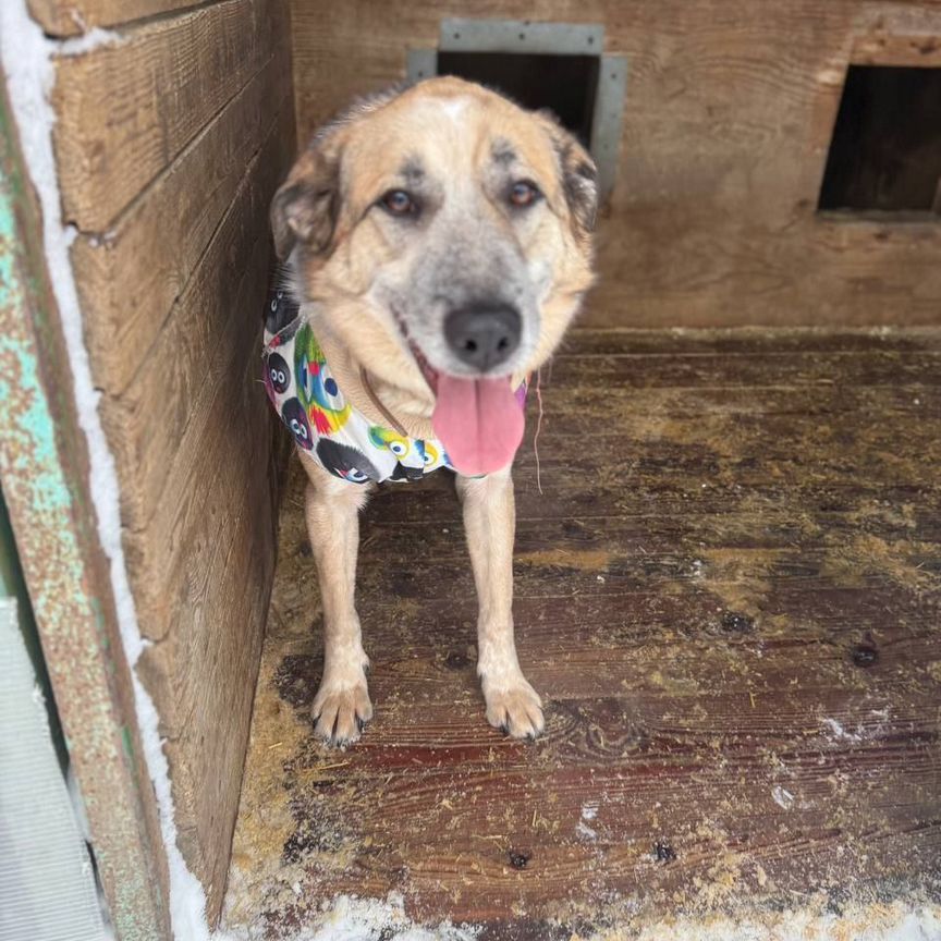 Взрослый пёс в добрые руки