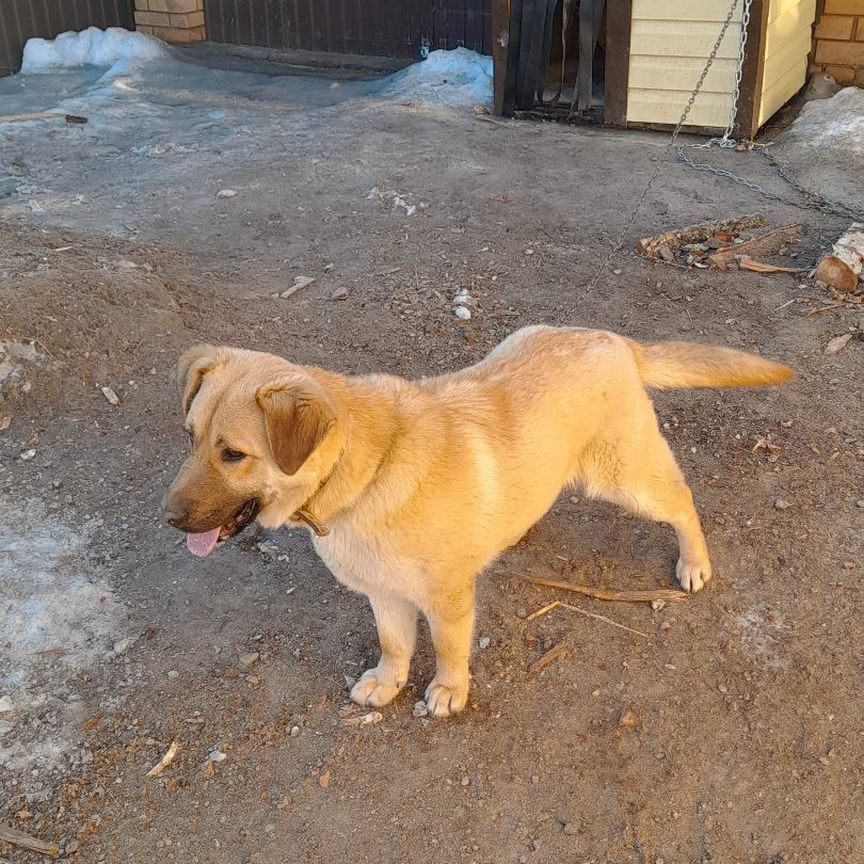 Щенок породы лобрадор 1год