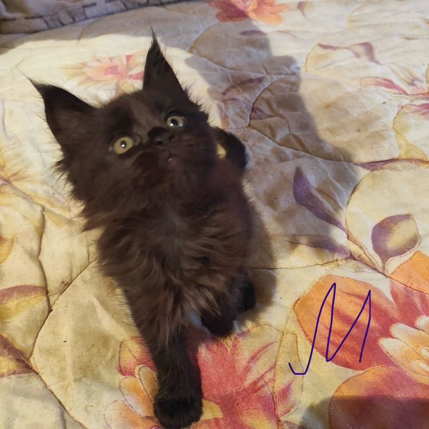 Котята мейн-кун