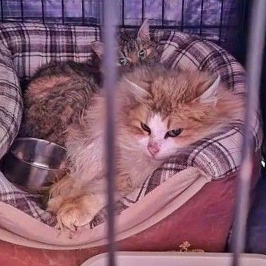 Сибирская, взрослая кошка