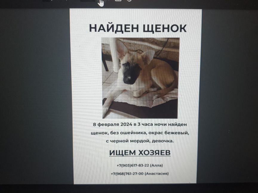 Найден щенок в районе м. университет. ищем хозяев