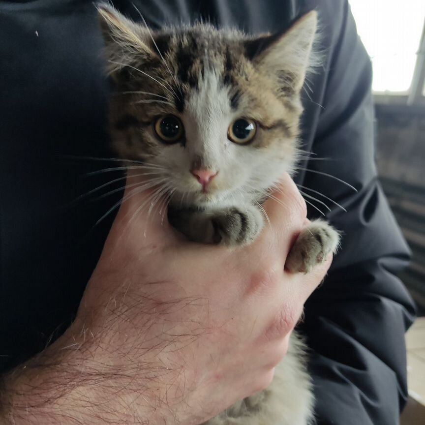 Котёнок в добрые руки