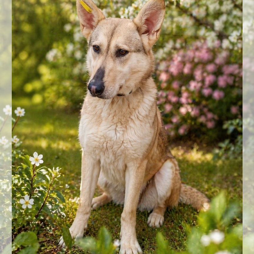 Взрослая собака в добрые руки