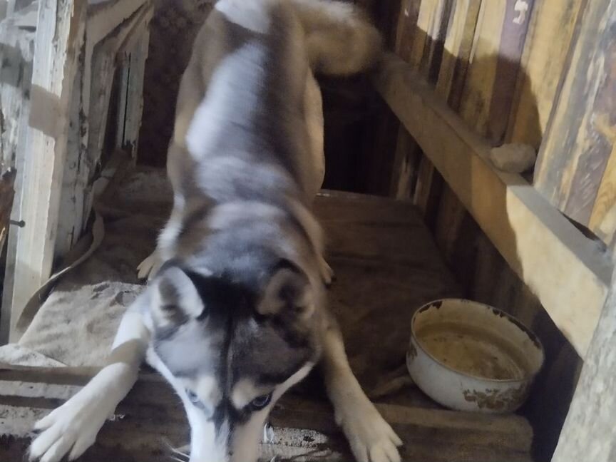 Сука хаски 4года. В добрые руки. Добрая, весëлая