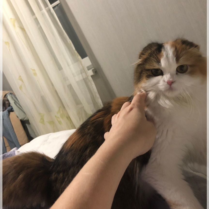 Шотландская вислоухая длинношёрстная, взрослая кошка