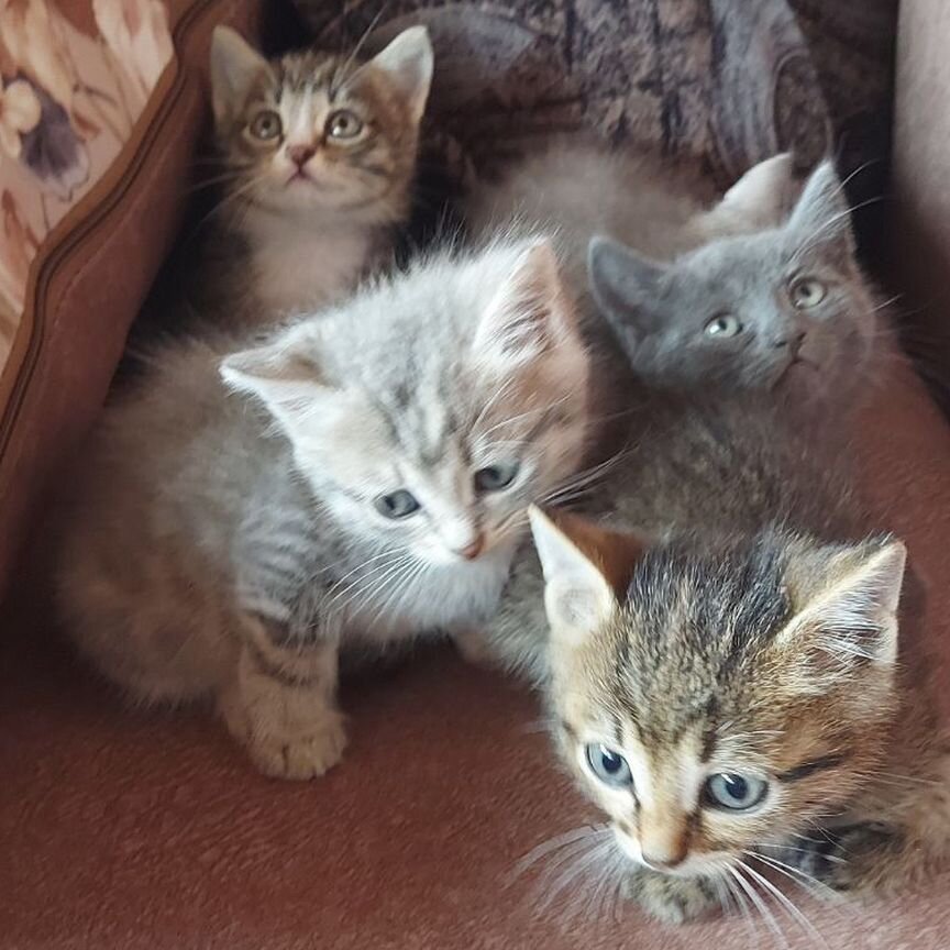 Котята в добрые руки