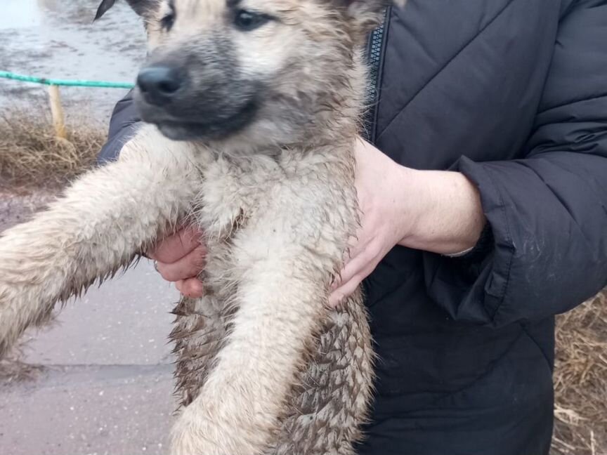 Щенок, 3мес,мальчик