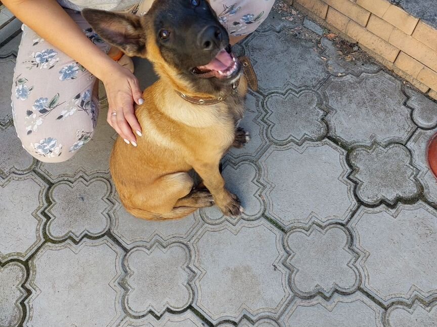 Бельгийская овчарка