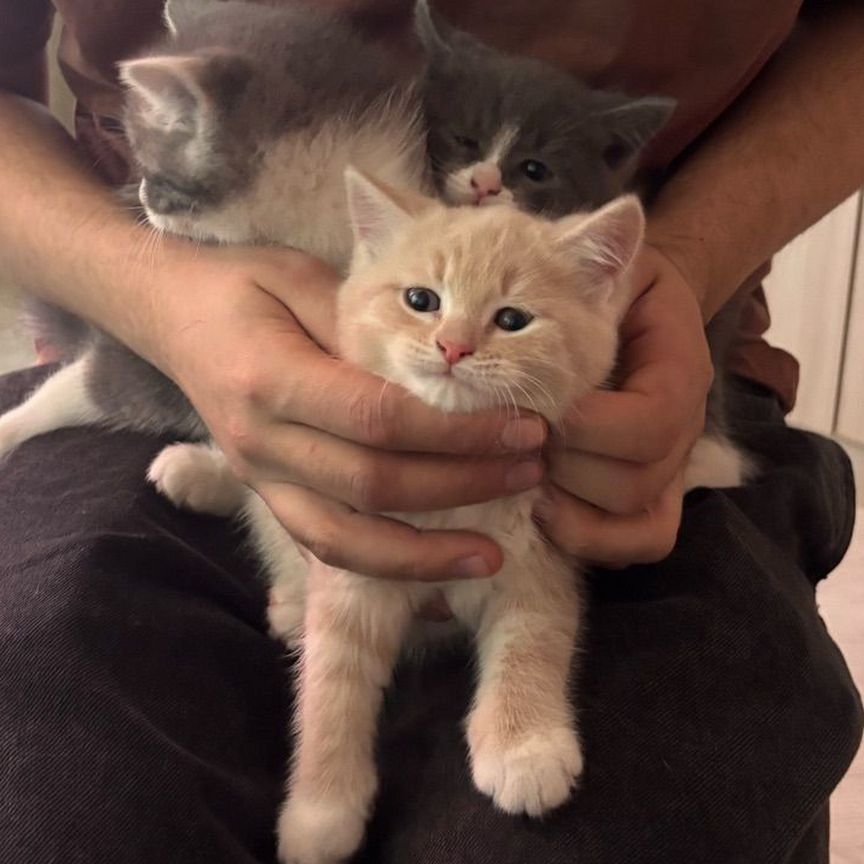 Котёнок в добрые руки