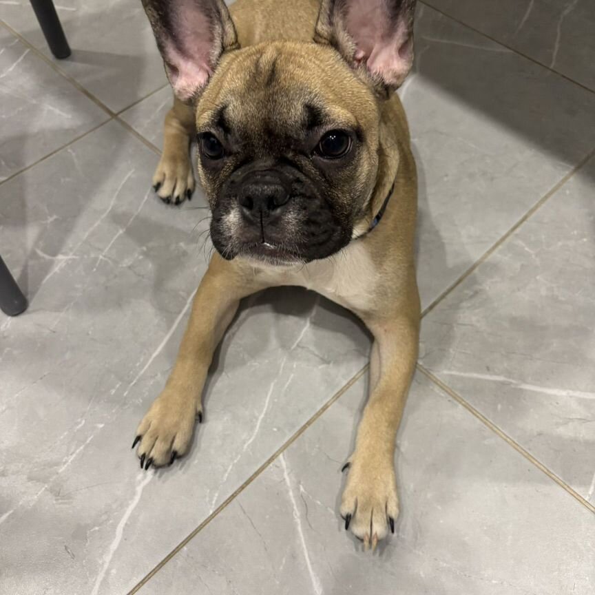 Французский бульдог