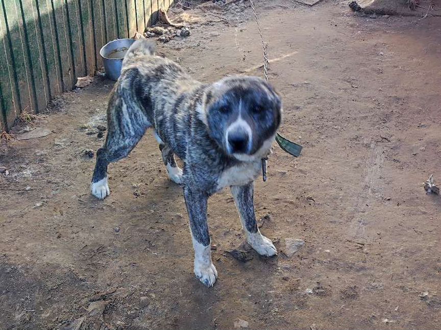 Вияска с сучкей