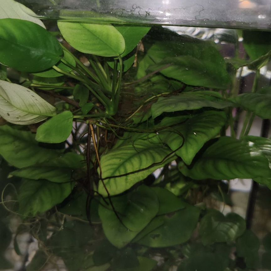 Аквариумная трава