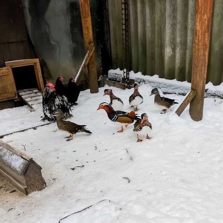 Куры карликовый кохинхин