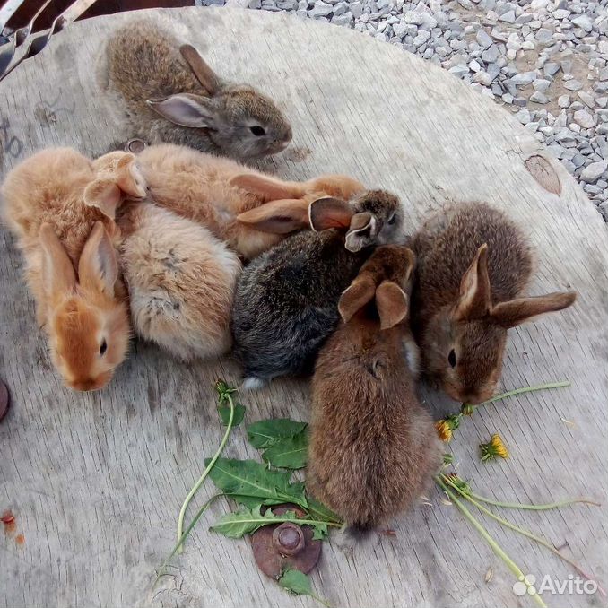Продам крольчат