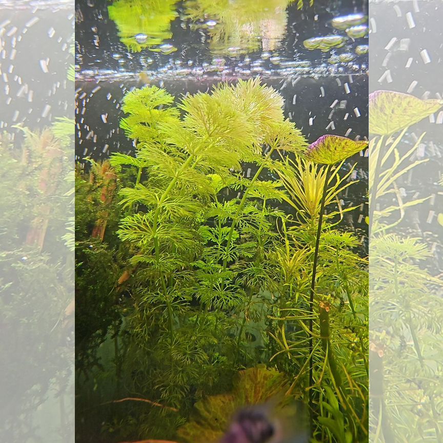 Прополка аквариумных растений