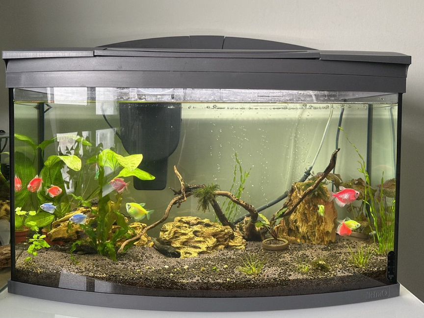 Аквариум tetra