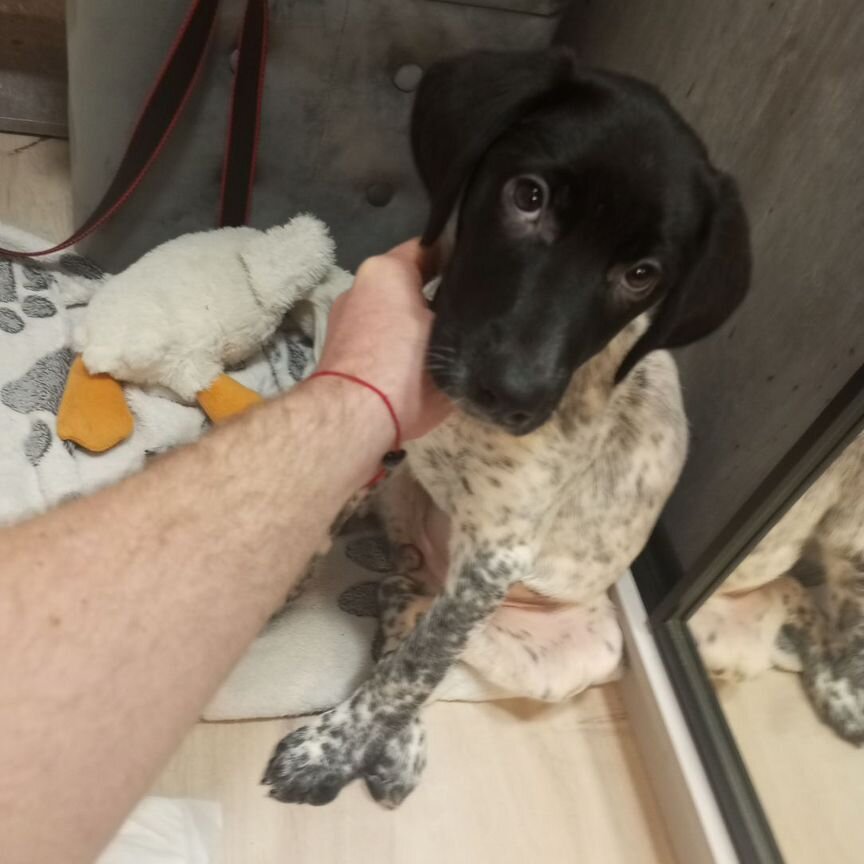 Курцхаар щенок