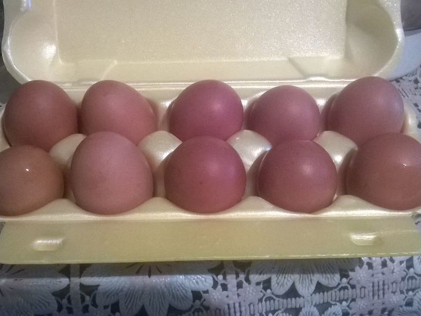 Домашнее свежее куринное яйцо