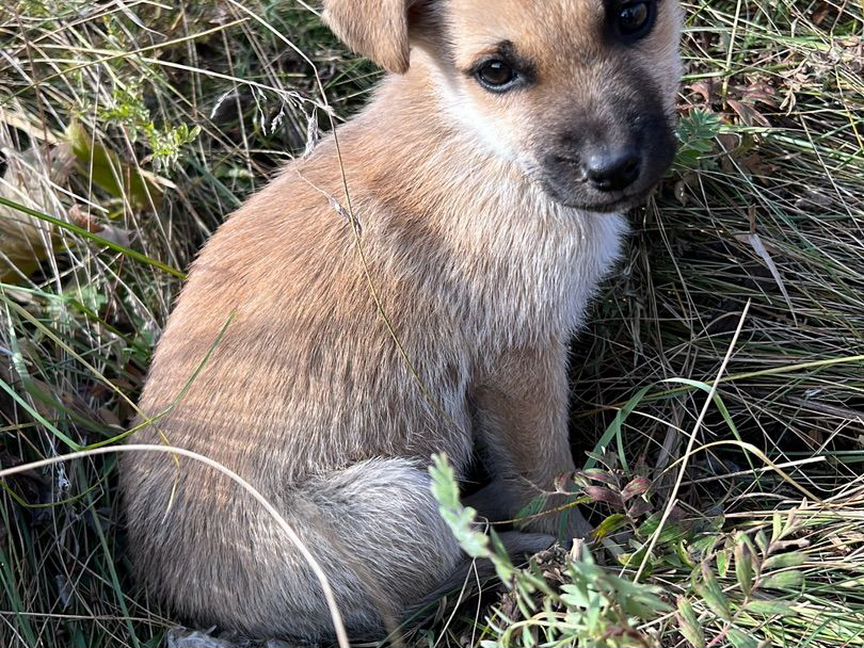 Щенок в добрые руки