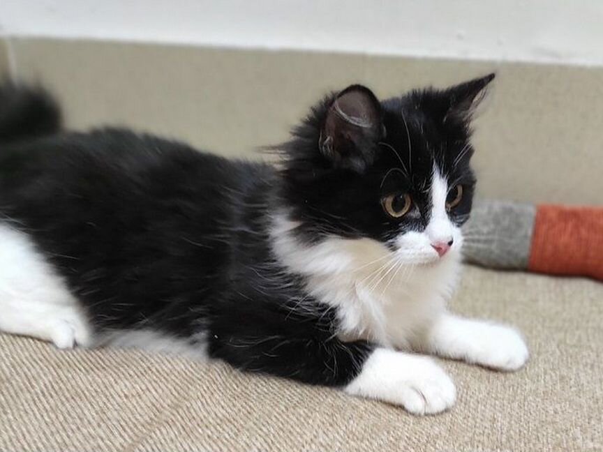 Видео пушистой шелковая девчули 4 мес в зоотоварах