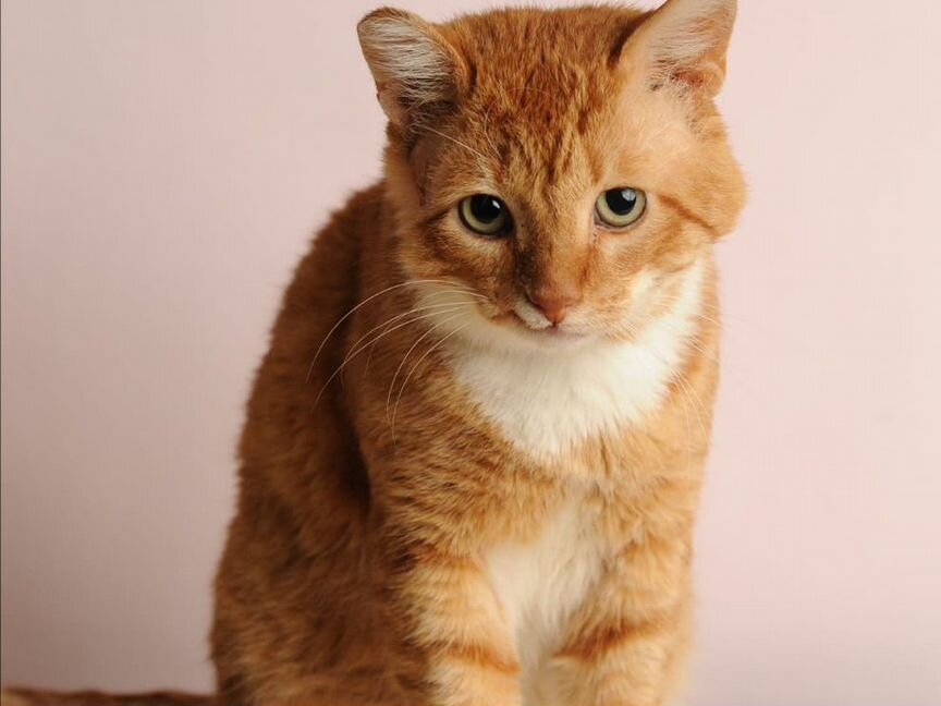 Котик в добрые руки