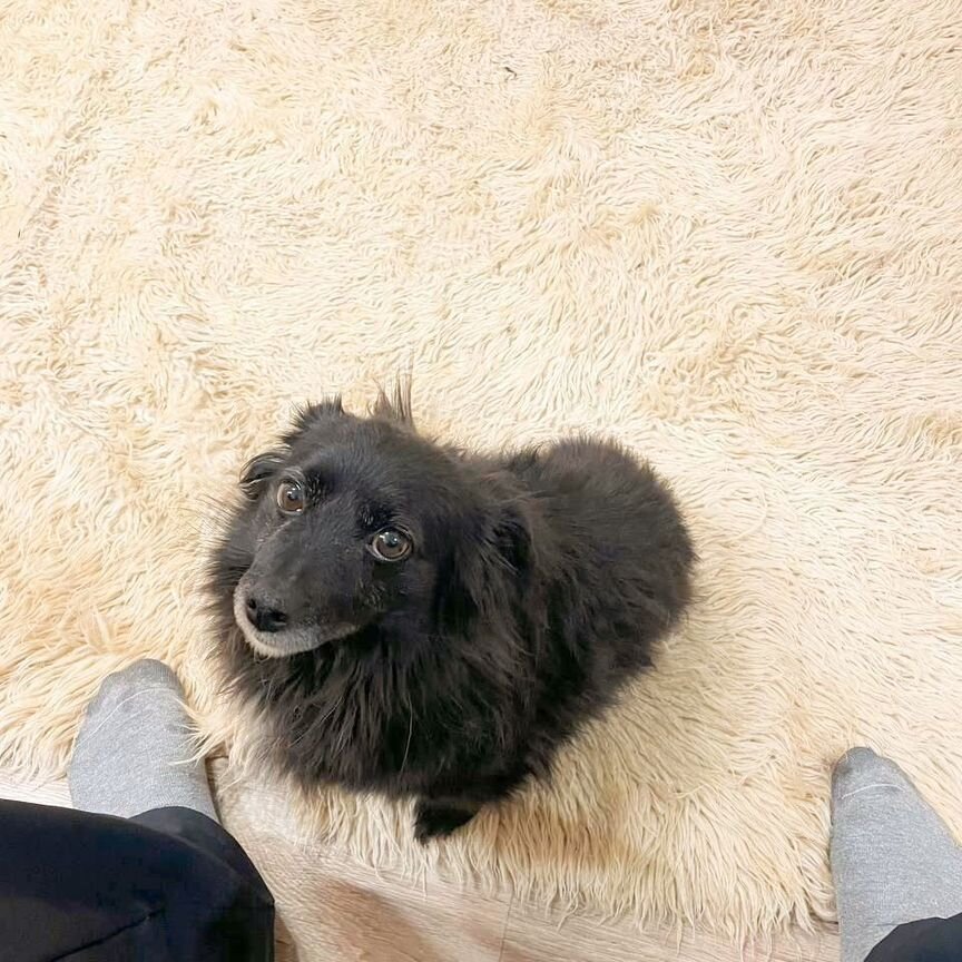 Потеряшка ищет дом