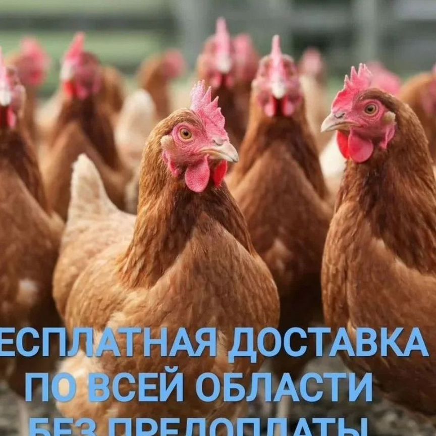 Куры несушки в Жуковском