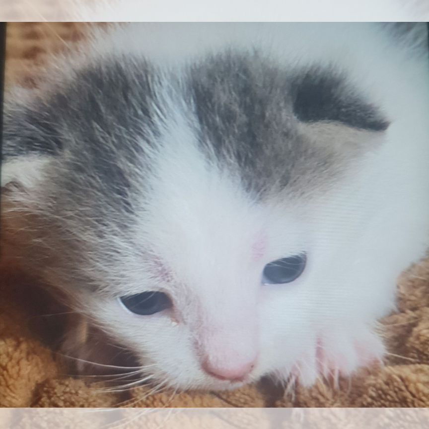 Отдам бесплатно котика в добрые руки