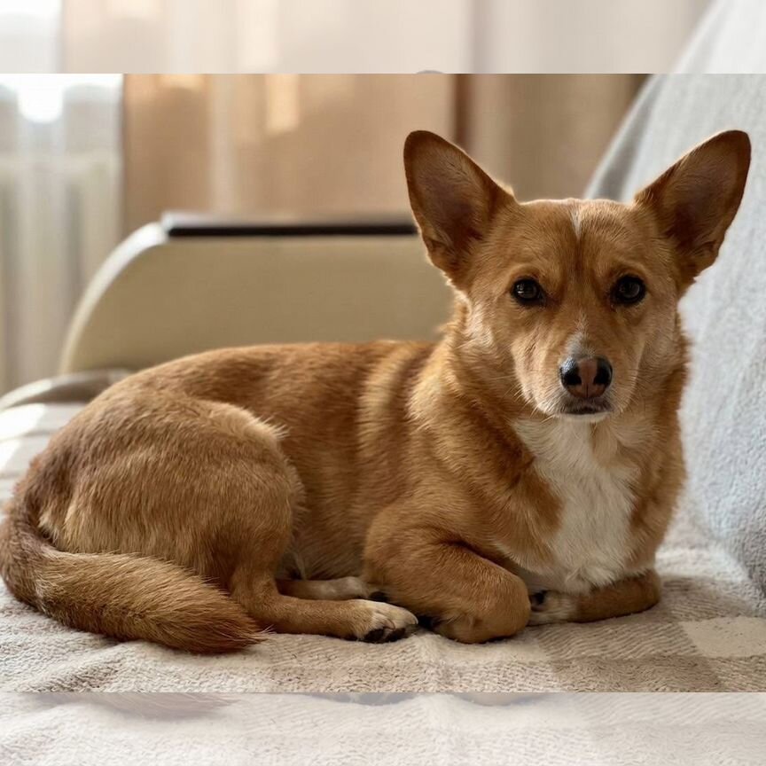 Взрослая собака в добрые руки