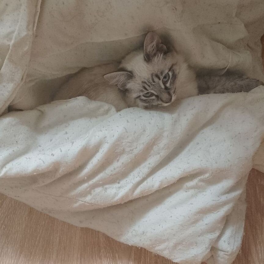 Котята