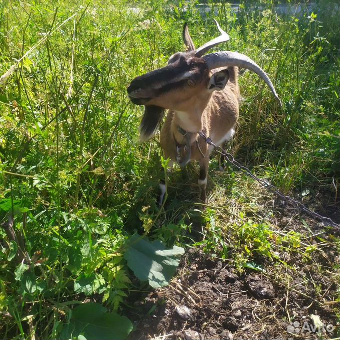 Коза альпийка