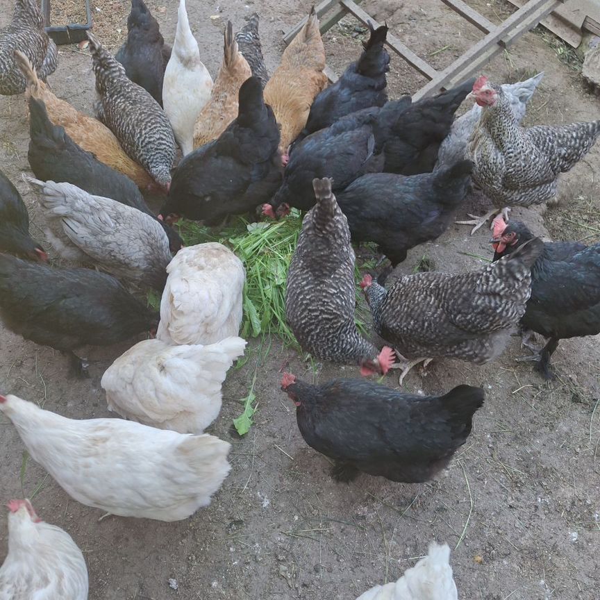 Куры несушки