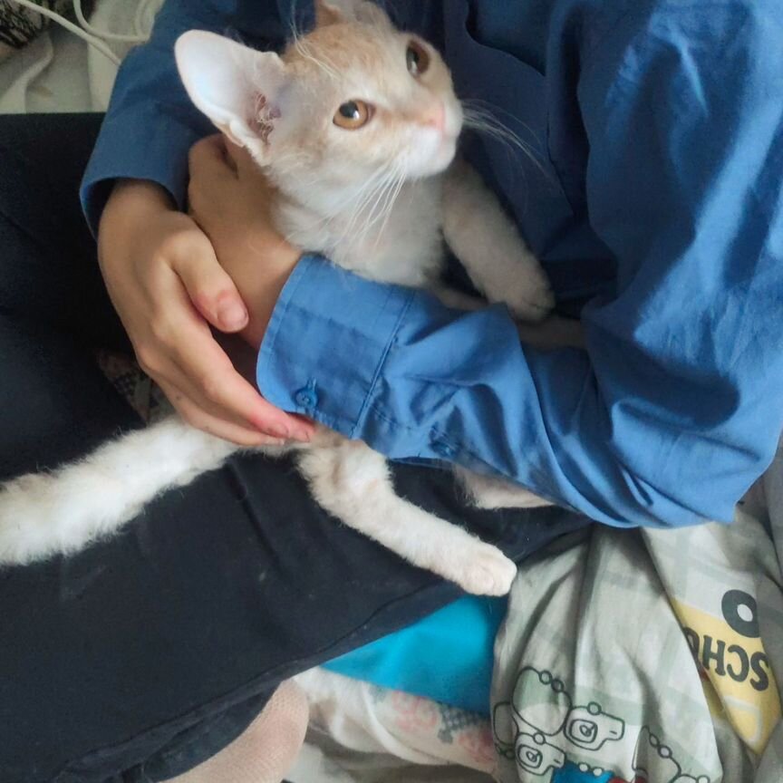 Котята сфинкс браш