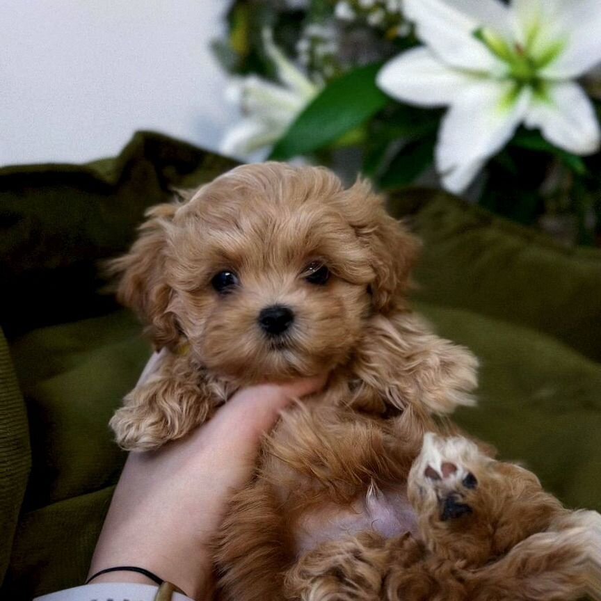 Мальтипу f1 mini