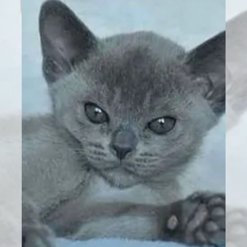 Американский бурманский котёнок