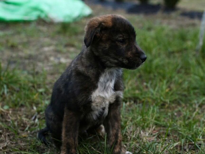 Очень красивые щенки