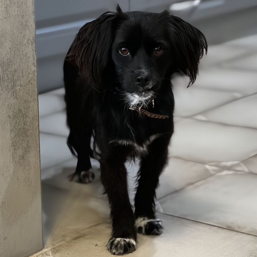 Взрослая собака в добрые руки