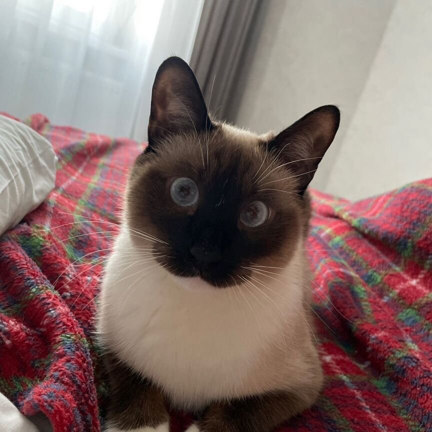 Отдам кота в добрые руки