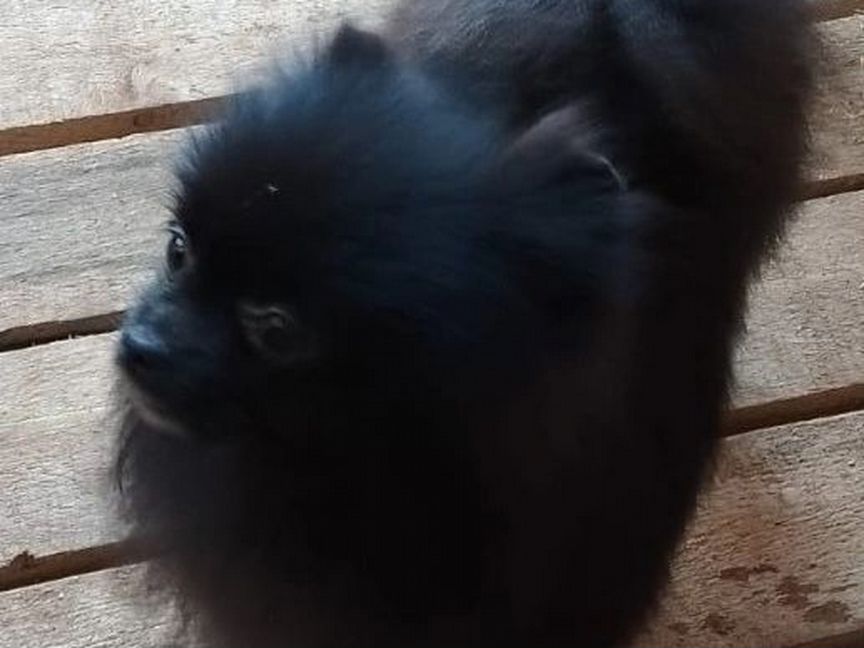 Мини померанский шпиц (есть ещё щенки