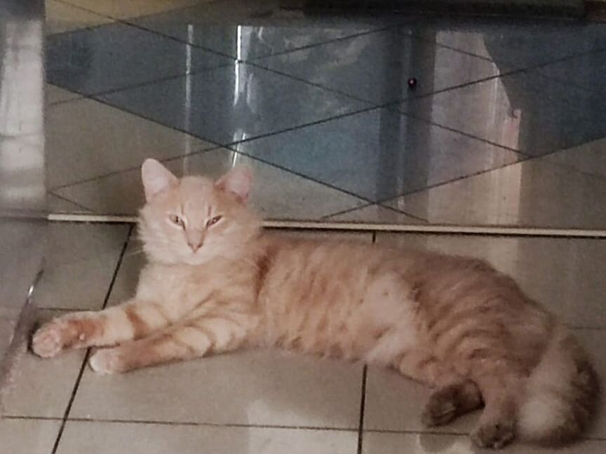 Отдам кота в добрые руки