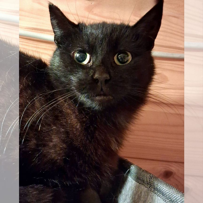 Взрослая, кошка в добрые руки