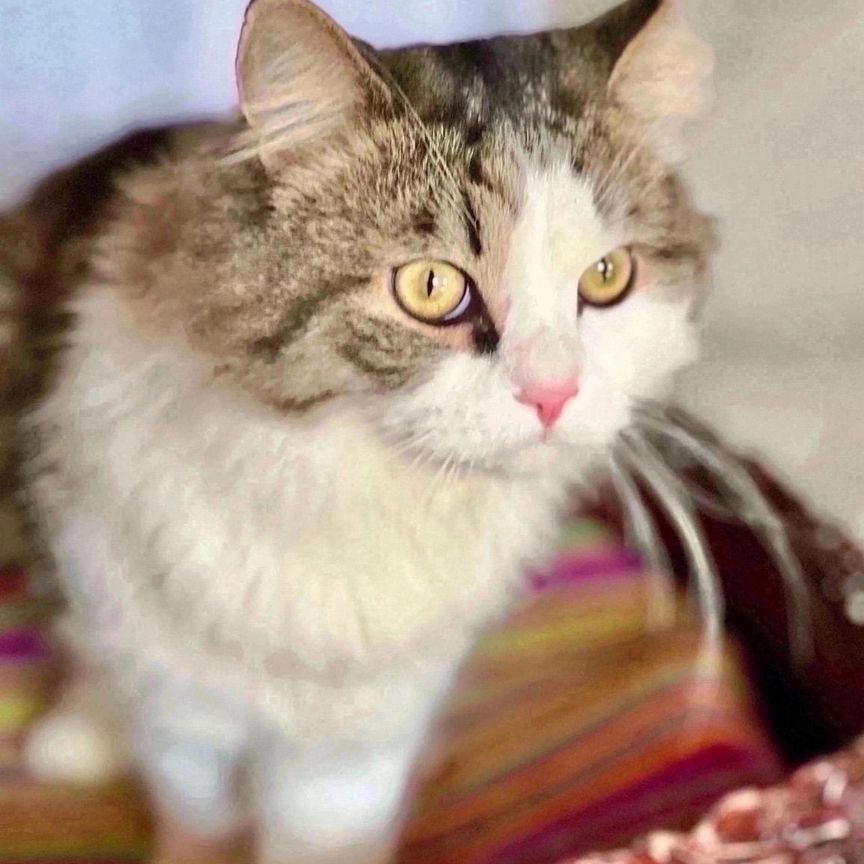 Обалденный котофей