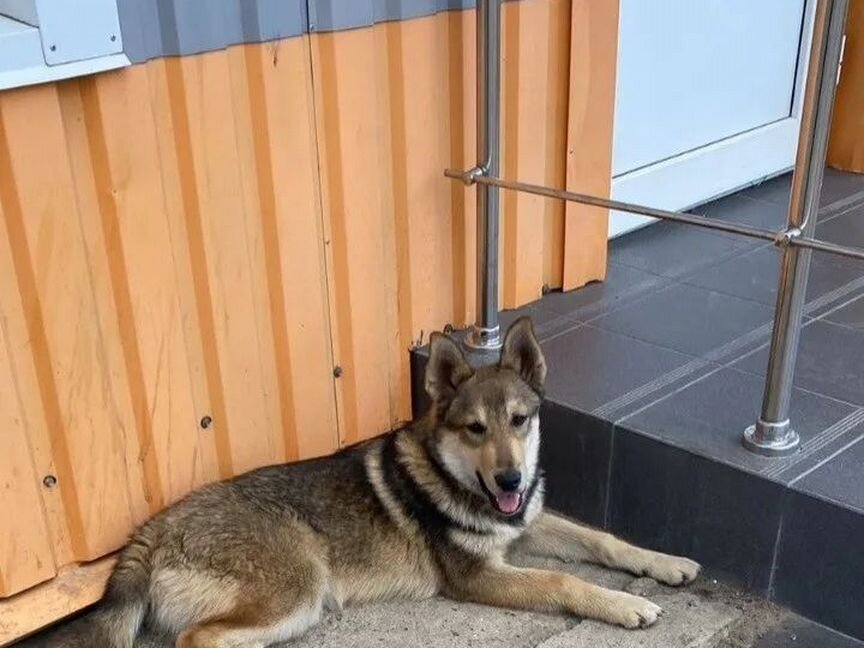 Собачка в добрые руки бесплатно