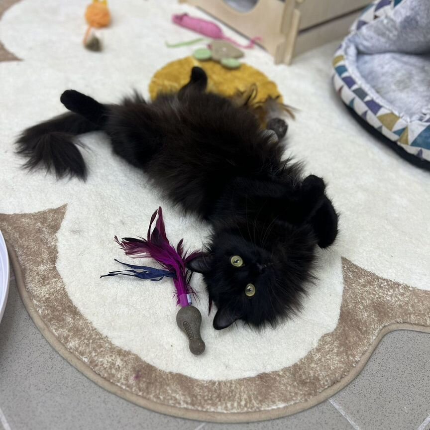 Оливка в добрые руки