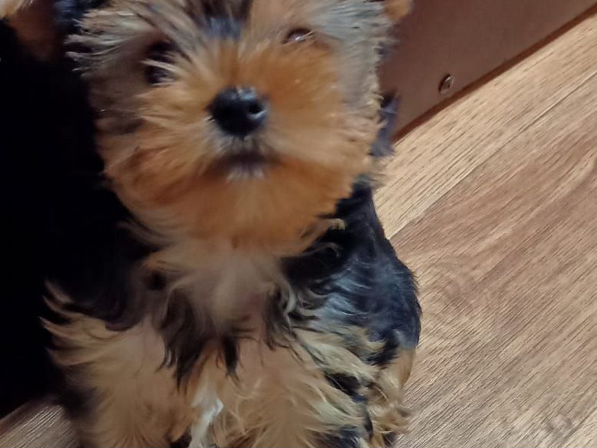 Йоркширский терьер