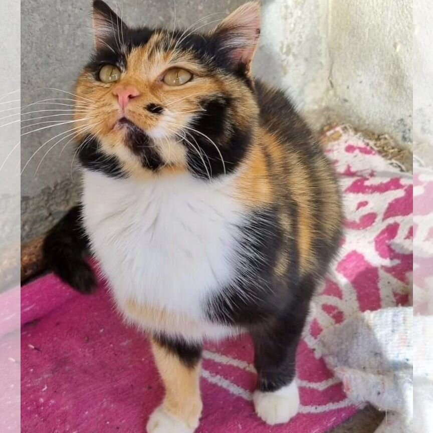 Трехцветки ищут дом